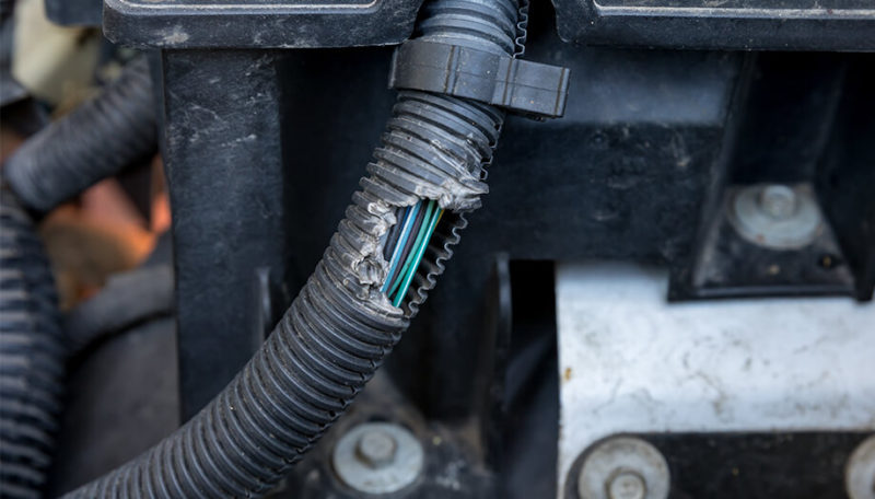 How to Keep Rodents Out of Your Car - Sentinel Pest Control