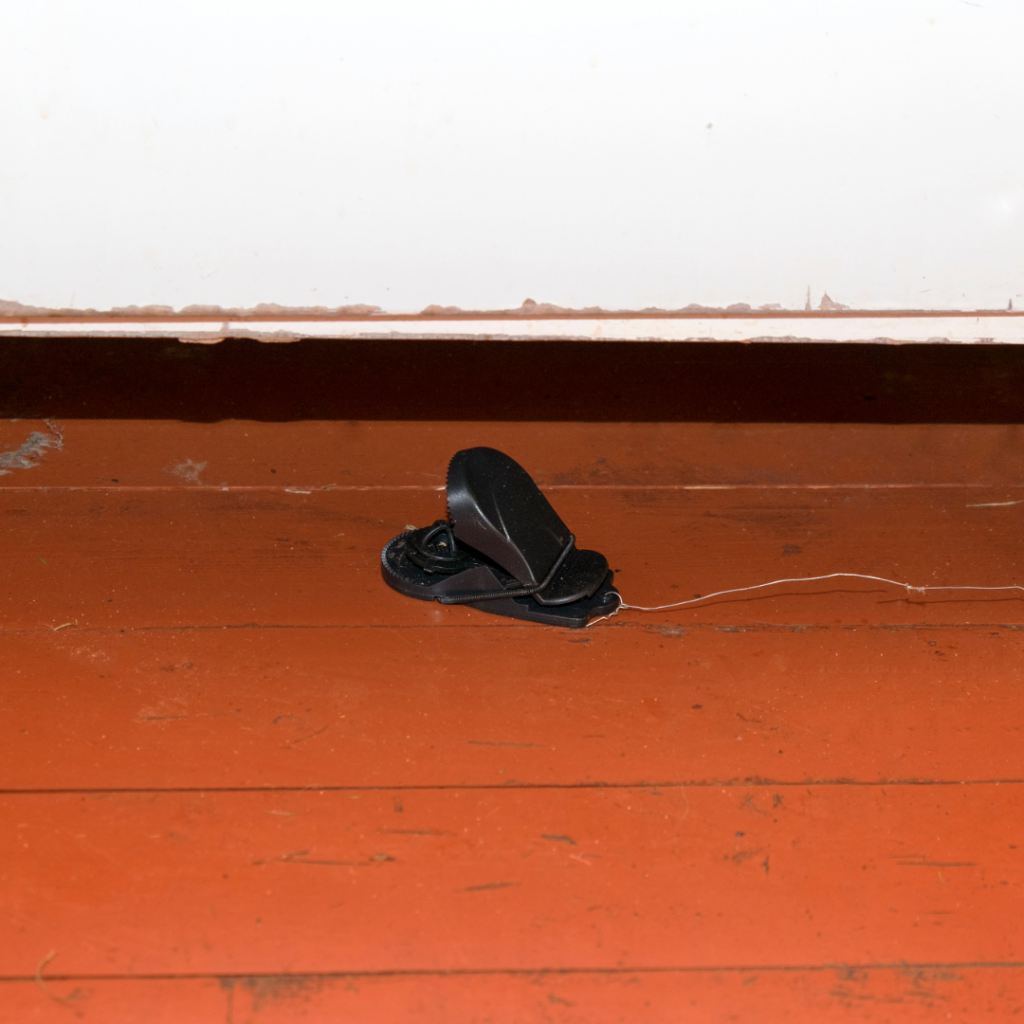 Best Place to Set Mouse Traps | Sentinel Pest Control